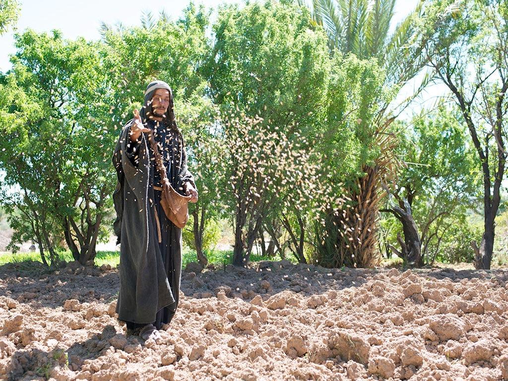 La bontà del seminatore, del seme e del terreno